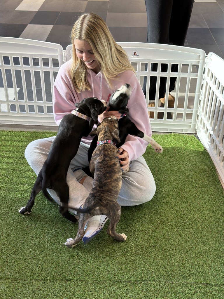 Puppy Power – Bringing puppy-powered events to enhance performance and ...